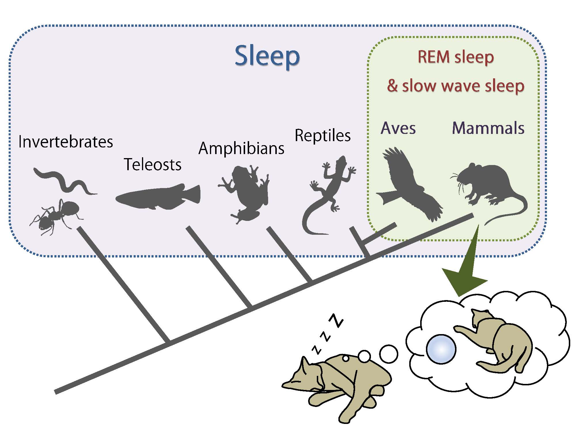 Hayashi Sleep Lab – Department of Biological Sciences, Graduate School ...
